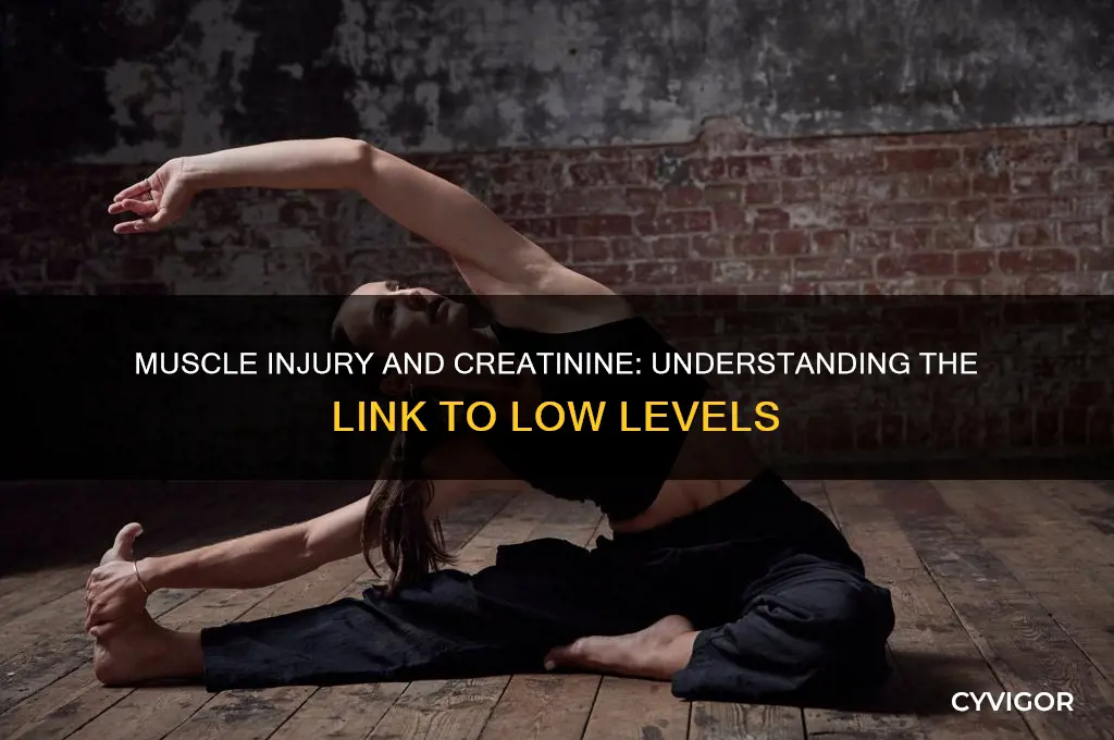 Muscle Injury And Creatinine: Understanding The Link To Low Levels ...