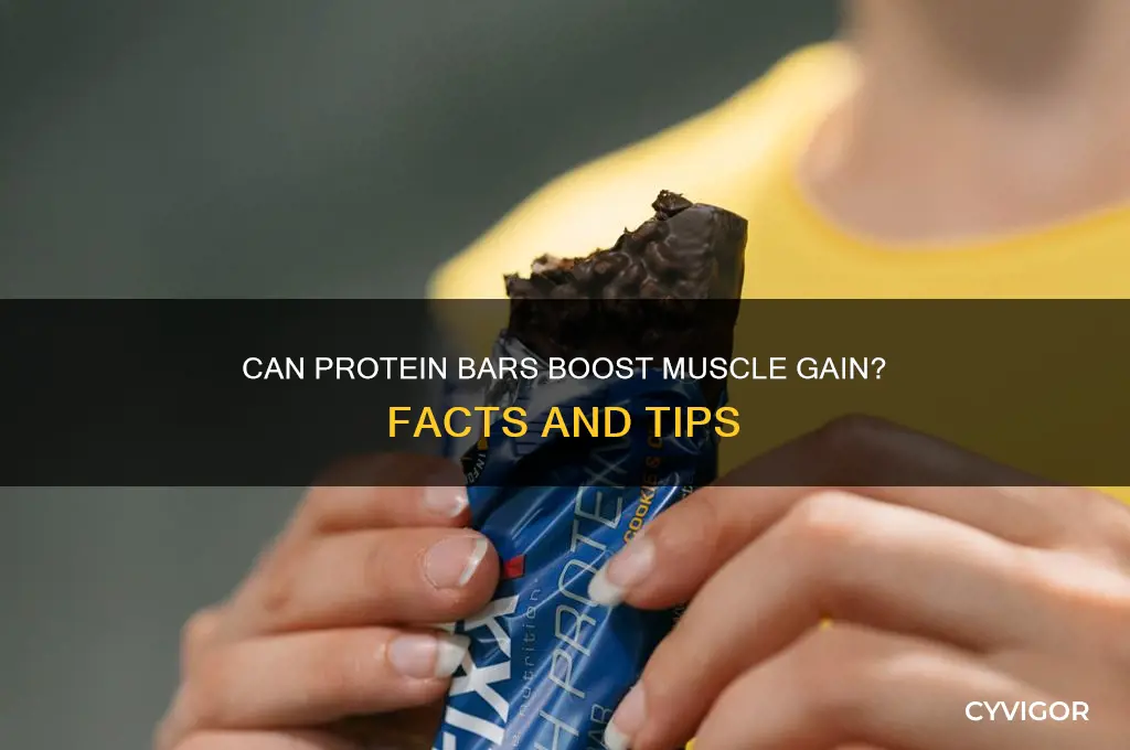 Can Protein Bars Boost Muscle Gain? Facts And Tips | CyVigor