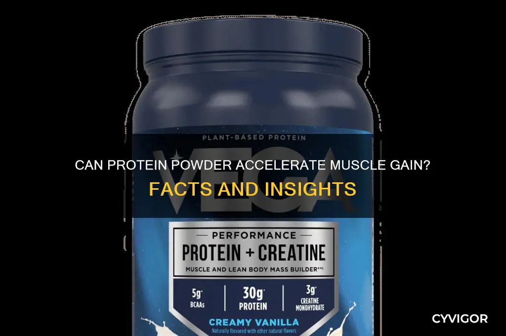 Can Protein Powder Accelerate Muscle Gain? Facts And Insights | CyVigor