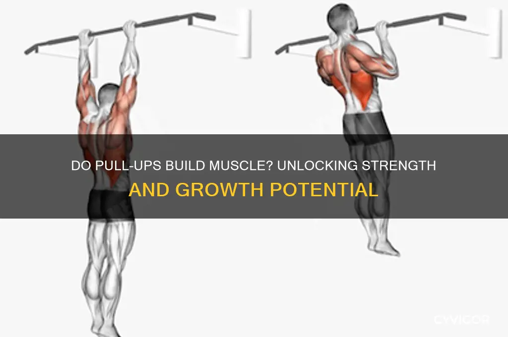 Do Pull-Ups Build Muscle? Unlocking Strength And Growth Potential | CyVigor