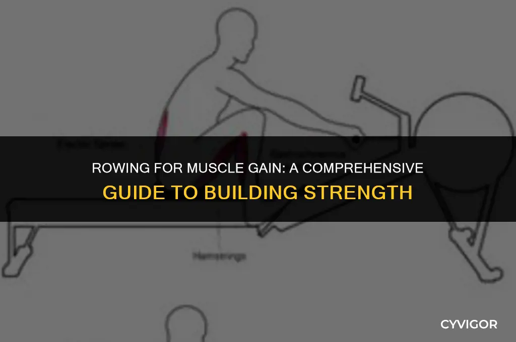 Rowing For Muscle Gain: A Comprehensive Guide To Building Strength ...