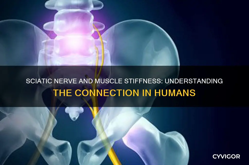 Sciatic Nerve And Muscle Stiffness: Understanding The Connection In ...