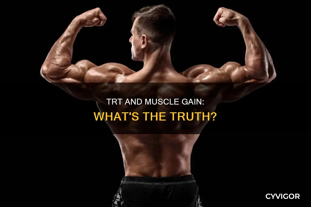 Trt And Muscle Gain: What's The Truth? | CyVigor