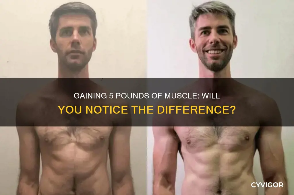 Gaining 5 Pounds Of Muscle: Will You Notice The Difference? | CyVigor