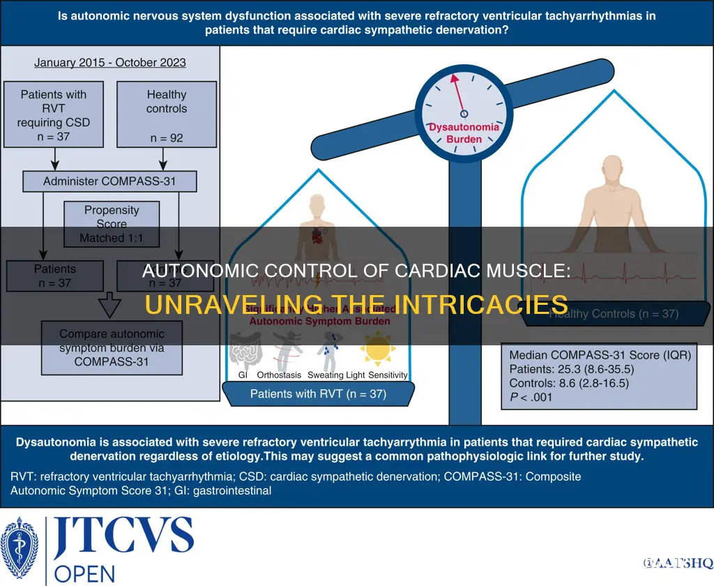 Autonomic Control Of Cardiac Muscle: Unraveling The Intricacies | CyVigor