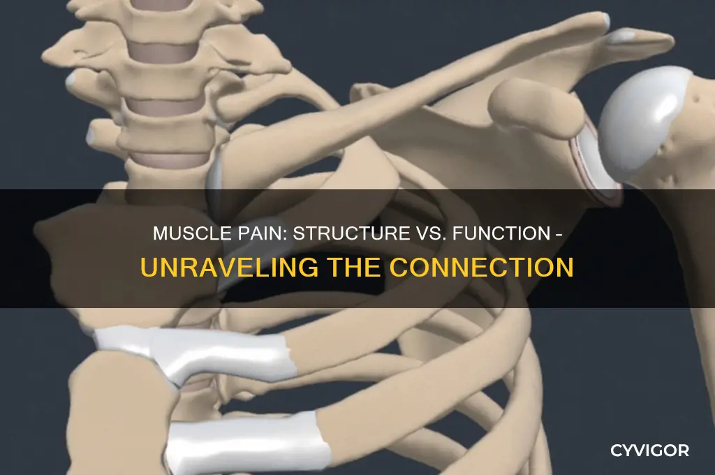 Muscle Pain: Structure Vs. Function – Unraveling The Connection | CyVigor
